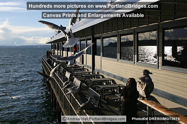 Seattle Gulls, Docks Photo DREB0IMG13076